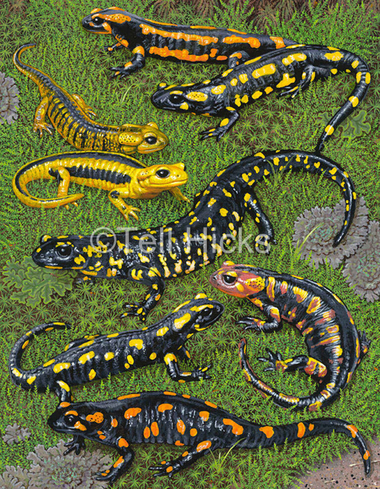 Tell Hicks is a leading reptile & amphibian wildlife artist