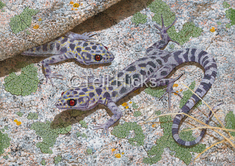 Granite Night Lizards - Tell Hicks