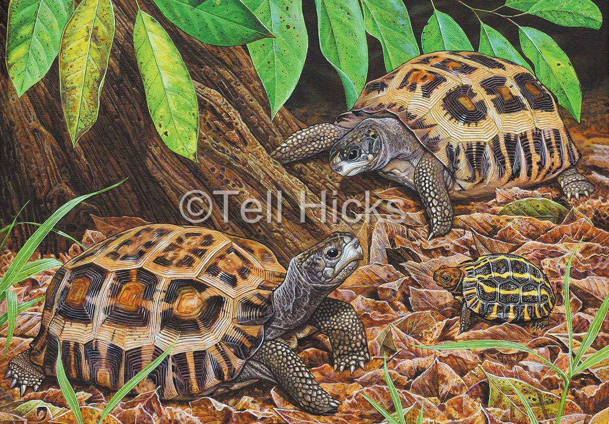 Tell Hicks is a leading reptile & amphibian wildlife artist
