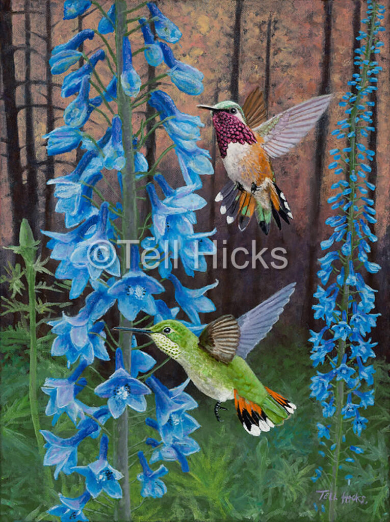 Bumblebee Hummingbird - Tell Hicks